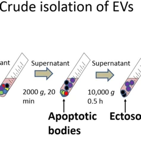 Exosome Isolation Using Differential Ultracentrifugation The Concept