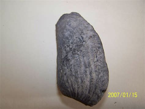 Fossile Demande D Identification Bivalve Forum Fossiles Et