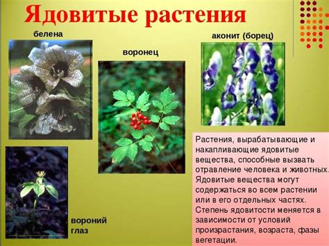 Ядовитые растения нашей местности их влияние на здоровье человека презентация онлайн