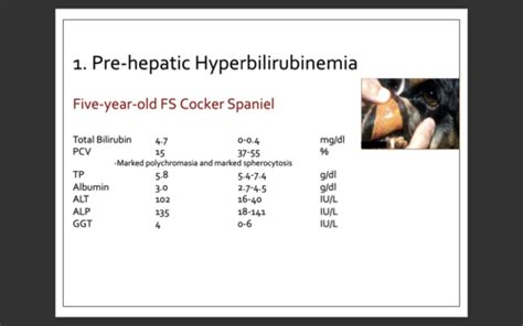 Clinical Pathology Exam 3 Liver Function Tests Bilirubin Flashcards Quizlet