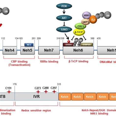 Structural Function And Regulation Of Nuclear Factor E2 Related Factor