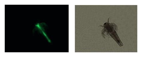 Binding Of Fitc Labeled Lectins To Artemia Nauplii Detected By