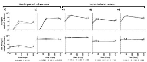 Ethb And 16s Rrna Gene Copy Numbers For Microcosms Constructed With