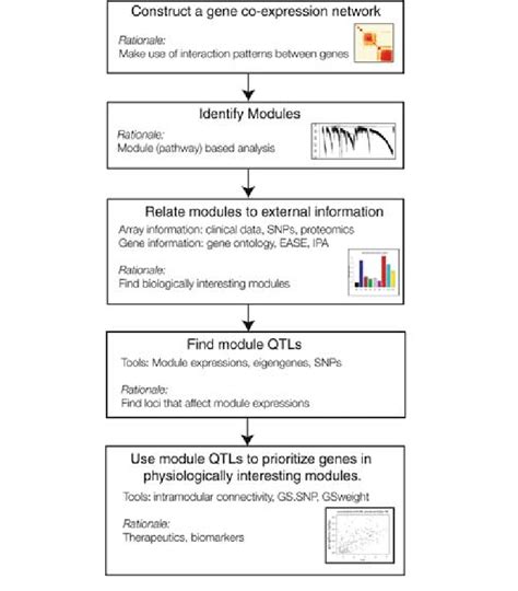 Overview Of Weighted Gene Coexpression Network Analysis Single Network