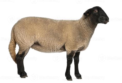 Hembra De Ovejas Suffolk Ovis Aries 2 Años De Edad De Pie 843675