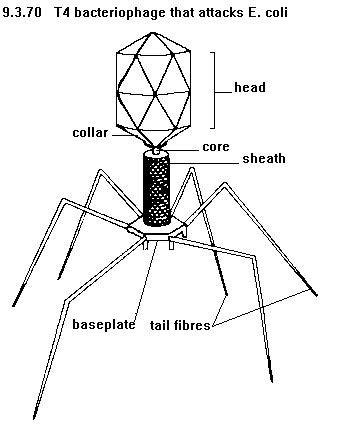 Bacteriophage Cameroongcerevision Com