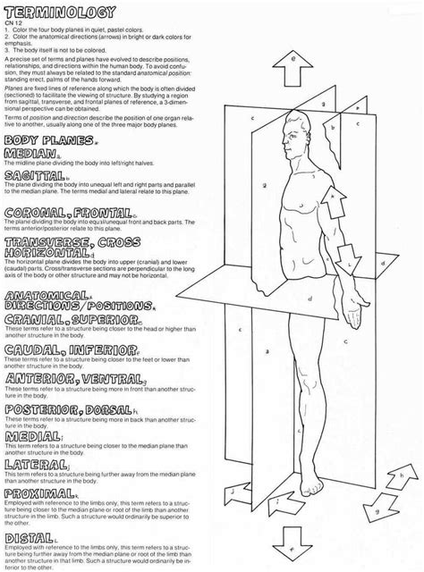 Printable Anatomical Terminology Worksheets Printable Worksheets