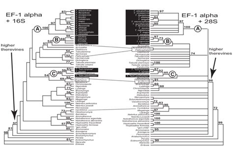 Strict Consensus Trees From Maximum Parsimony Analyses Of Ef 1α 16s