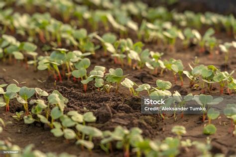 기술자가 드라이버로 고장난 랩톱 컴퓨터를 수리합니다 노트북 구성 요소 및 부품 클로즈업 0명에 대한 스톡 사진 및 기타 이미지 0명 Cpu 깨짐 Istock