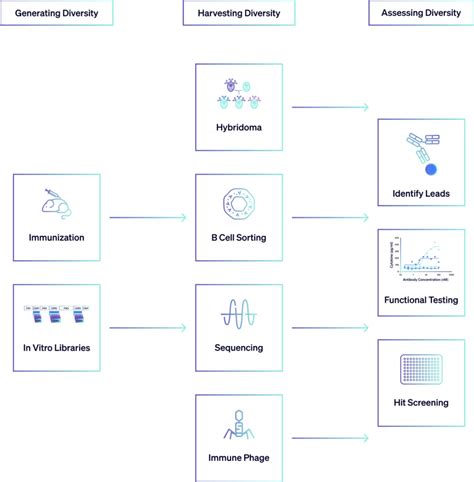What Is Antibody Discovery Methods Processes And Challenges
