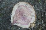 Anatomy Of A Tree The Vascular System Countryside
