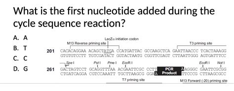 Solved What Is The First Nucleotide Added During The Cycle Chegg