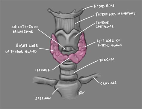 Thyroid Nodules And Cancer Hyperexcision