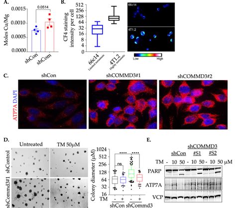 Copper Chelation Sensitises Shcommd3 Cells A Copper Levels In Both