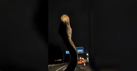 Couples Moment Turns Calm Seeing Giant Python Crawling On Windshield