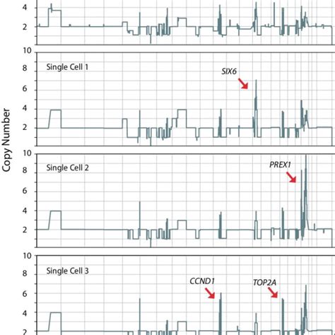 Single Cell Copy Number Analysis Reveals Somatic Mosaicism Of Download Scientific Diagram