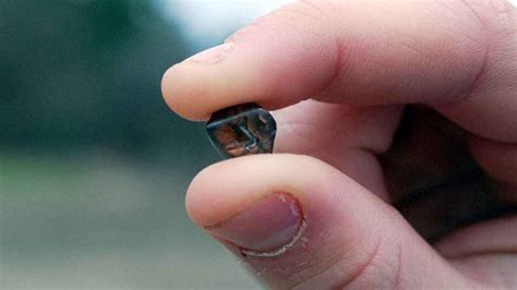 Un Hombre Que Hacía Turismo Por Un Parque Nacional Encuentra Un