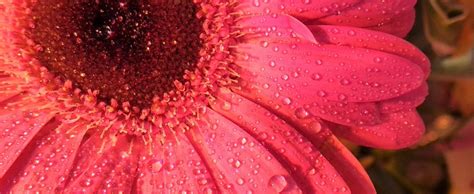 Mi Redmi Gold GB Amazon In Electronics