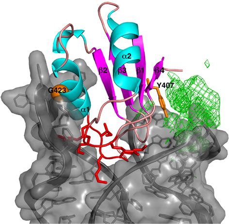 Figure 1 From Structure Of The Rna Binding Domain Of A Dead Box Helicase Bound To Its Ribosomal
