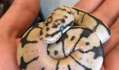 Royal Python Hatchling Care Jw Royals