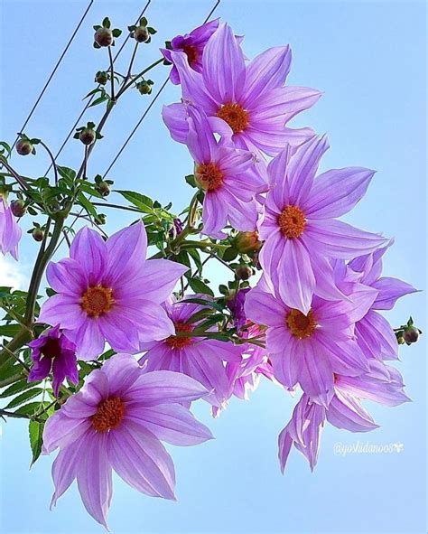 Tree Dahlia Information How To Grow And Propagate Dahlia Imperialis