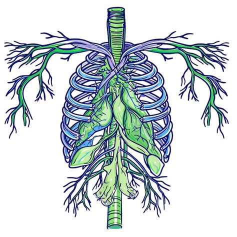 Грудныеисредостенныелимфоузлы Премиум Ai сгенерированный вектор