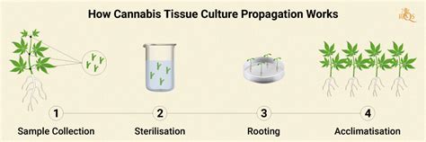 What Is Cannabis Tissue Culture Propagation Rqs Blog