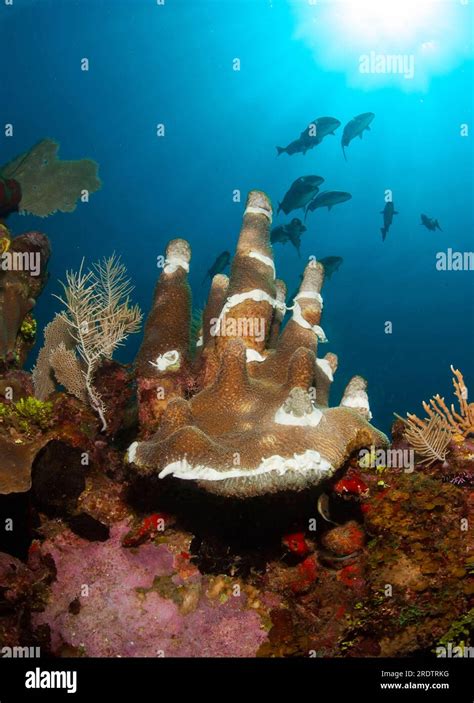 Brassy Chub Swimming Around Pillar Coral Dendrogyra Cylindrus Affected By Stony Coral Tissue