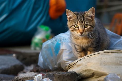 可爱的流浪猫咪高清图片下载 正版图片600638188 摄图网