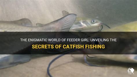 The Enigmatic World Of Feeder Girl Unveiling The Secrets Of Catfish