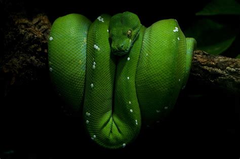 Green Tree Python Wallpapers Wallpaper Cave Green Tree Python Wallpapers Wallpaper Cave