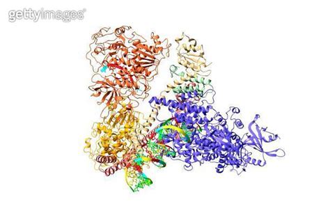 Structure Of Sars Cov 2 Mini Replication And Transcription Complex 이미지 1350658749 게티이미지뱅크