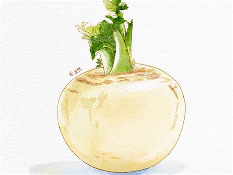 iPad画画小白必看 步画出水彩风白萝卜手把手 果然 站酷ZCOOL