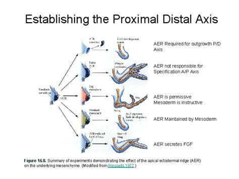 Introduction To Pattern Formation Autonomous Conditional Cell Specification