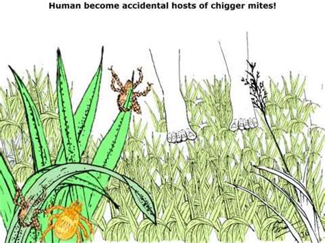 Clover Mites Vs Chiggers Key Differences You Need To Know