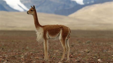 Vicuña Guia De Fauna Rutachile