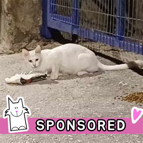 Lefki Nine Lives Greece