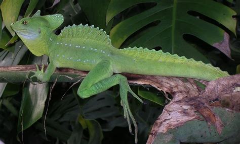 Green Basilisk Eggs Basilisk Egg Hatching Youtube