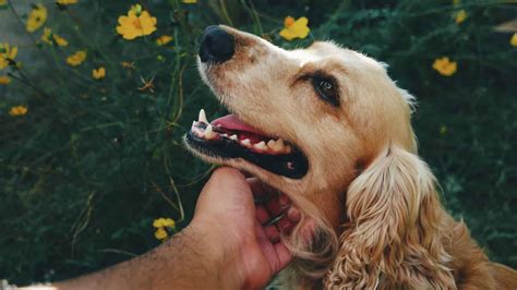Cocker Spaniel Curly Hair With Pictures From Owners Paws And Learn