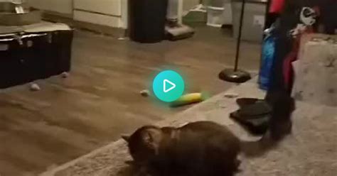 Mom That Mean Ol Mouse Hurt Me Album On Imgur