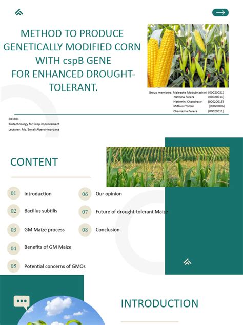Genetically Modified Maize With Drought Tolerance Pdf Genetic Engineering Genetically