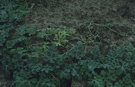 Squash Bug Vegetable Resources Vegetable Resources