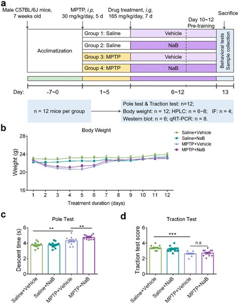 Nab Exacerbates Motor Dysfunction In Mptp Induced Pd Mice A Schematic Download Scientific