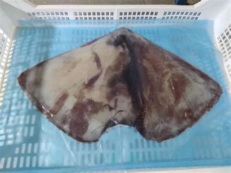 Frozen Giant Squid Tradekorea