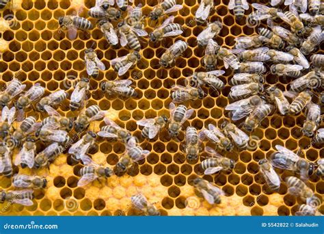 Bee Colony Stock Photography Image