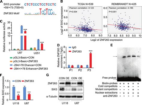 Znf263 Acts As A Transcriptional Repressor Of Six3 A Putative Znf263 Download Scientific