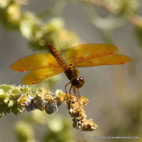 Desert Insects Photo Gallery Explore The Tucson Mountains