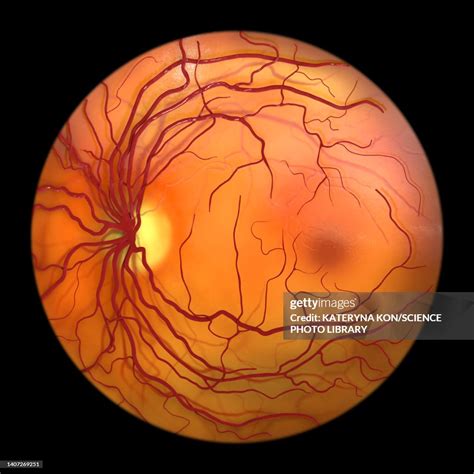 Healthy Retina Illustration High Res Vector Graphic Getty Images