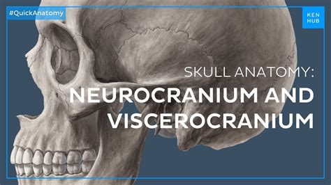 Head Regions Neurocranium And Viscerocranium Quick Anatomy Kenhub Youtube