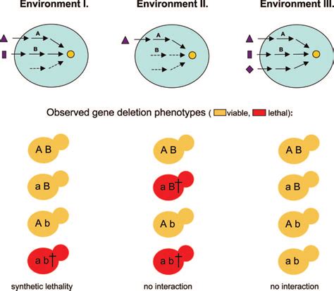 model to explain conditional synthetic lethality a key metabolite